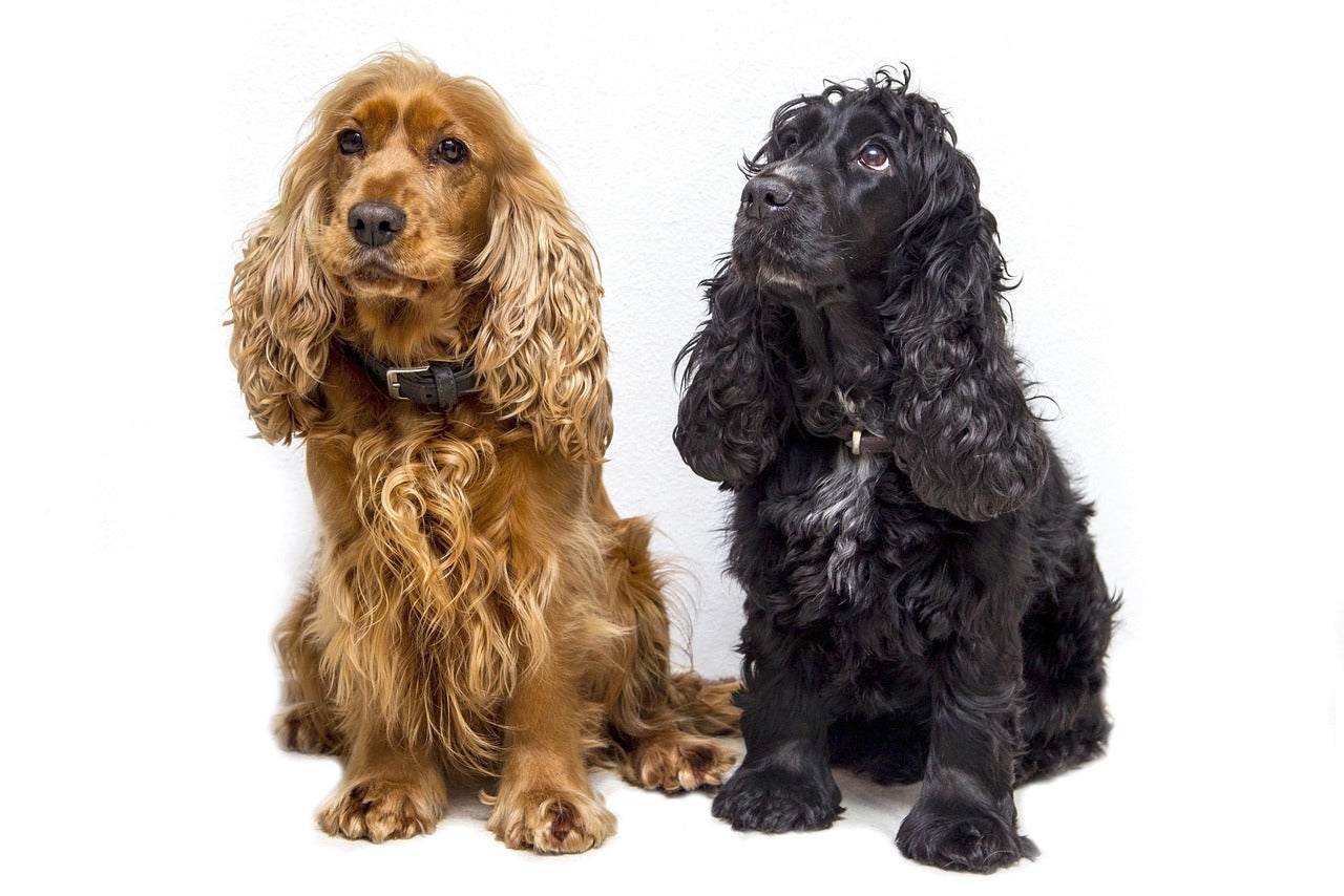 Spaniels and Eye Health: How to Protect Their Vision for Life – Breedology