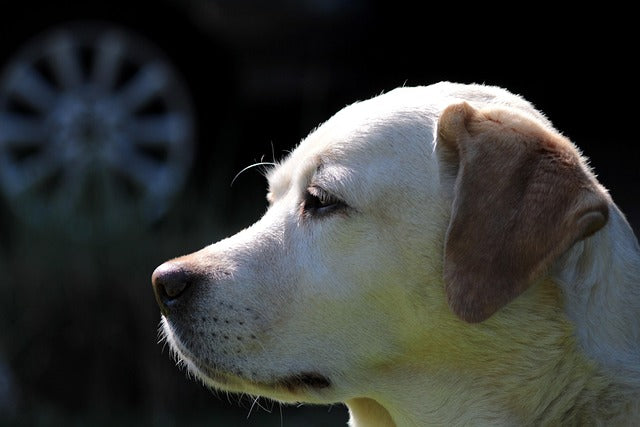 How to Control Obesity in Labradors: A Complete Guide for Owners ...